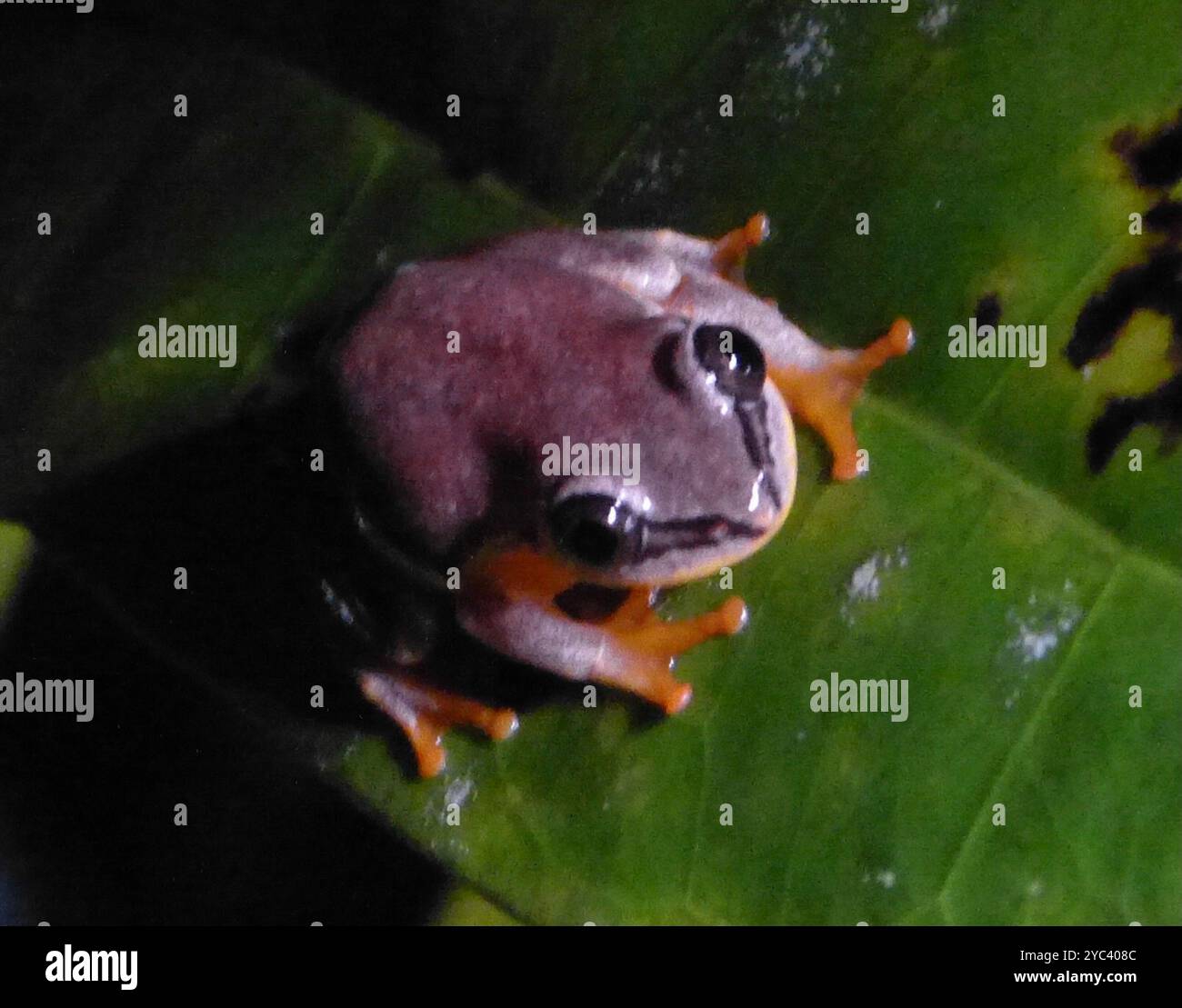 Blue back reed frog hi-res stock photography and images - Alamy
