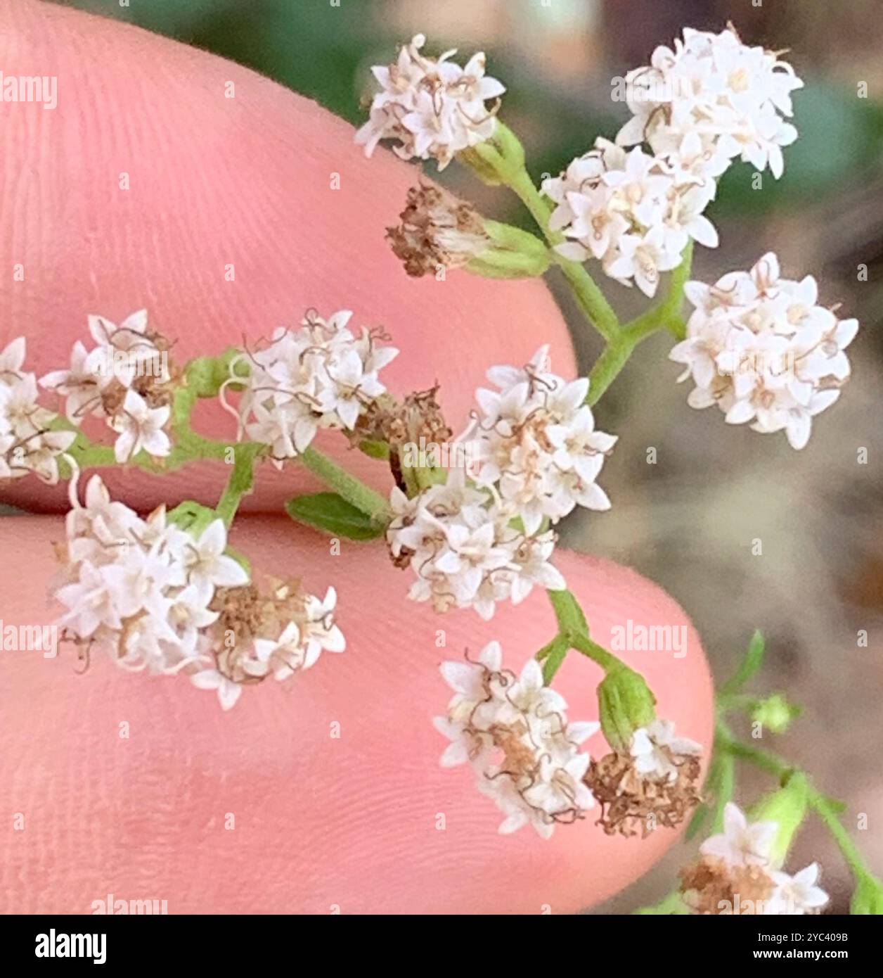 hammock snakeroot (Ageratina jucunda) Plantae Stock Photo - Alamy