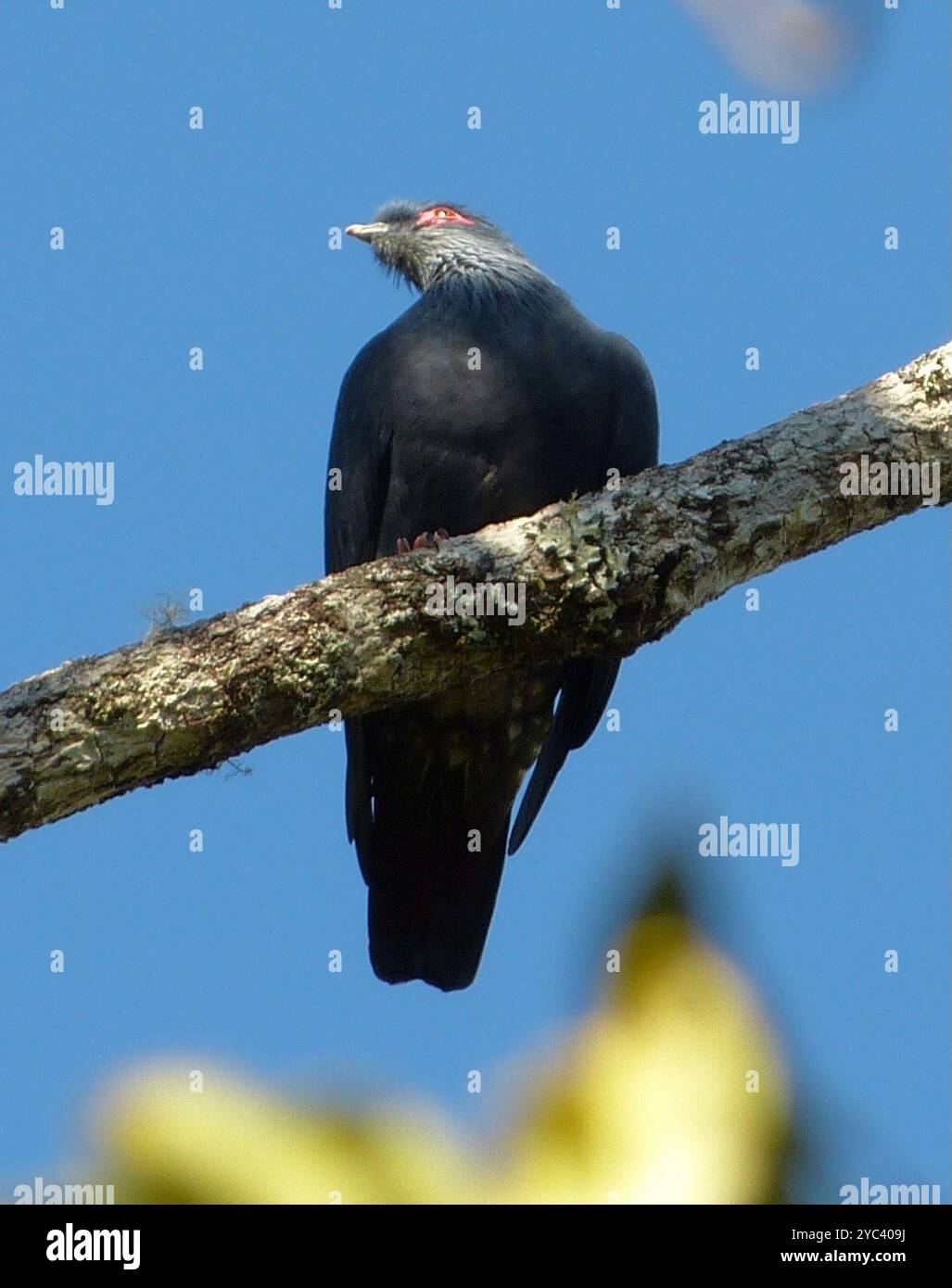 Madagascar Blue-Pigeon (Alectroenas madagascariensis) Aves Stock Photo ...