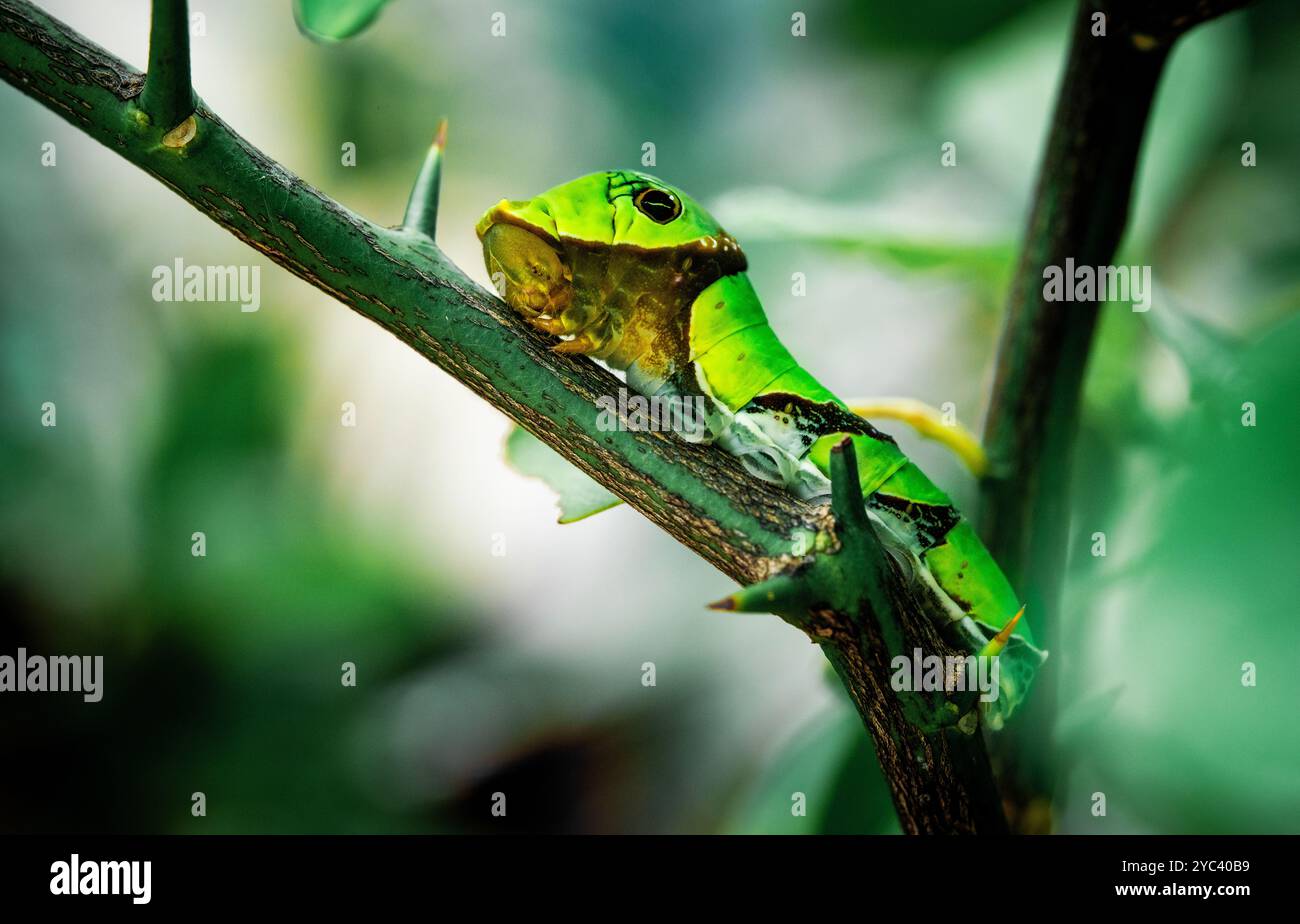 Papilio garamas hi-res stock photography and images - Alamy