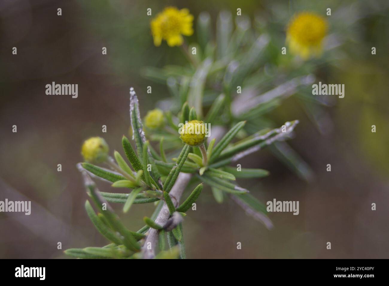 romerillo (Trigonopterum laricifolium) Plantae Stock Photo - Alamy