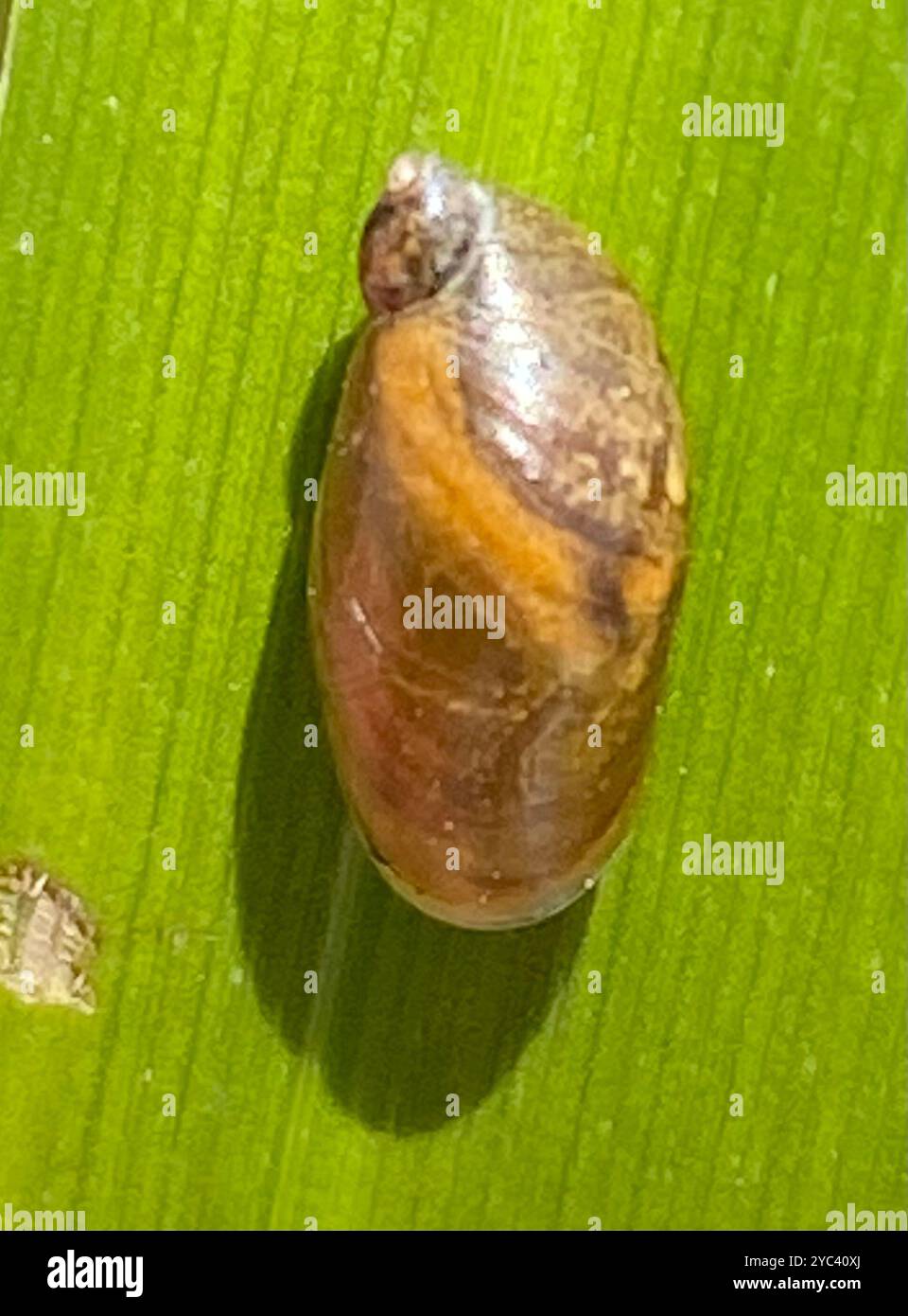 Common European Ambersnail (Succinea putris) Mollusca Stock Photo - Alamy