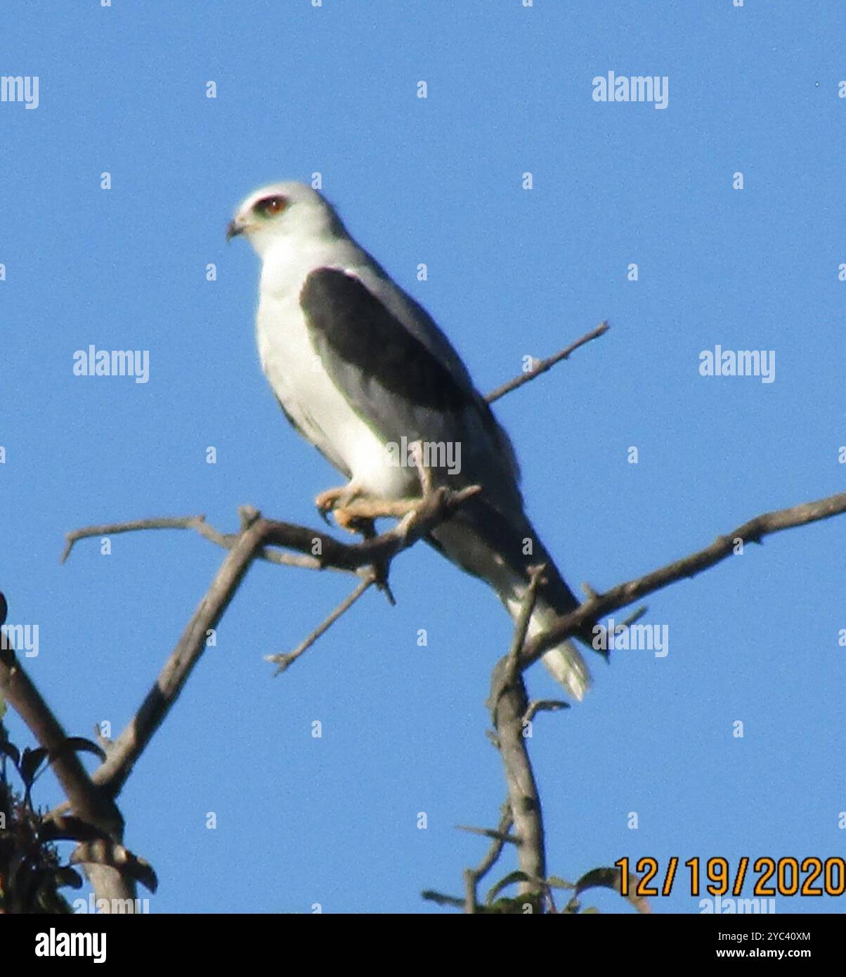 White-tailed Kite (Elanus leucurus) Aves Stock Photo - Alamy