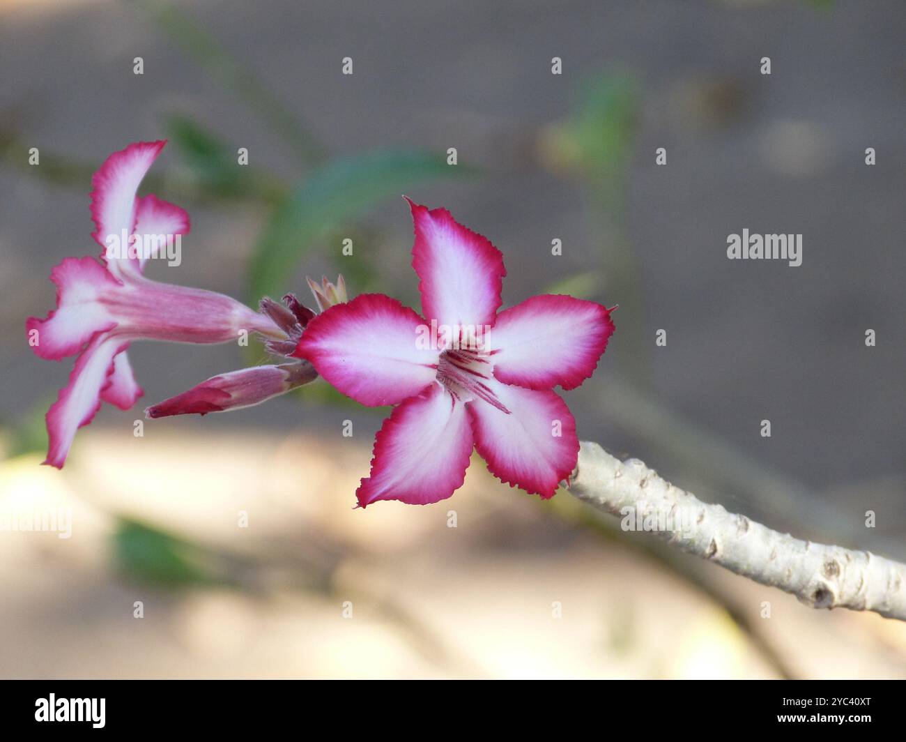 impala lily (Adenium multiflorum) Plantae Stock Photo - Alamy