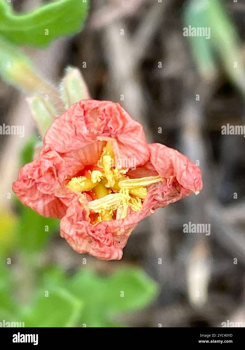 flowering plants (Angiospermae) Plantae Stock Photo - Alamy