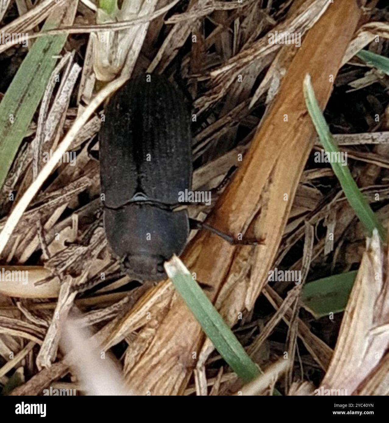 Dusty Surface Beetles (Gonocephalum) Insecta Stock Photo - Alamy