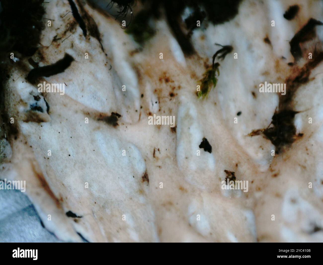 scaly pelt lichen (Peltigera praetextata) Fungi Stock Photo - Alamy