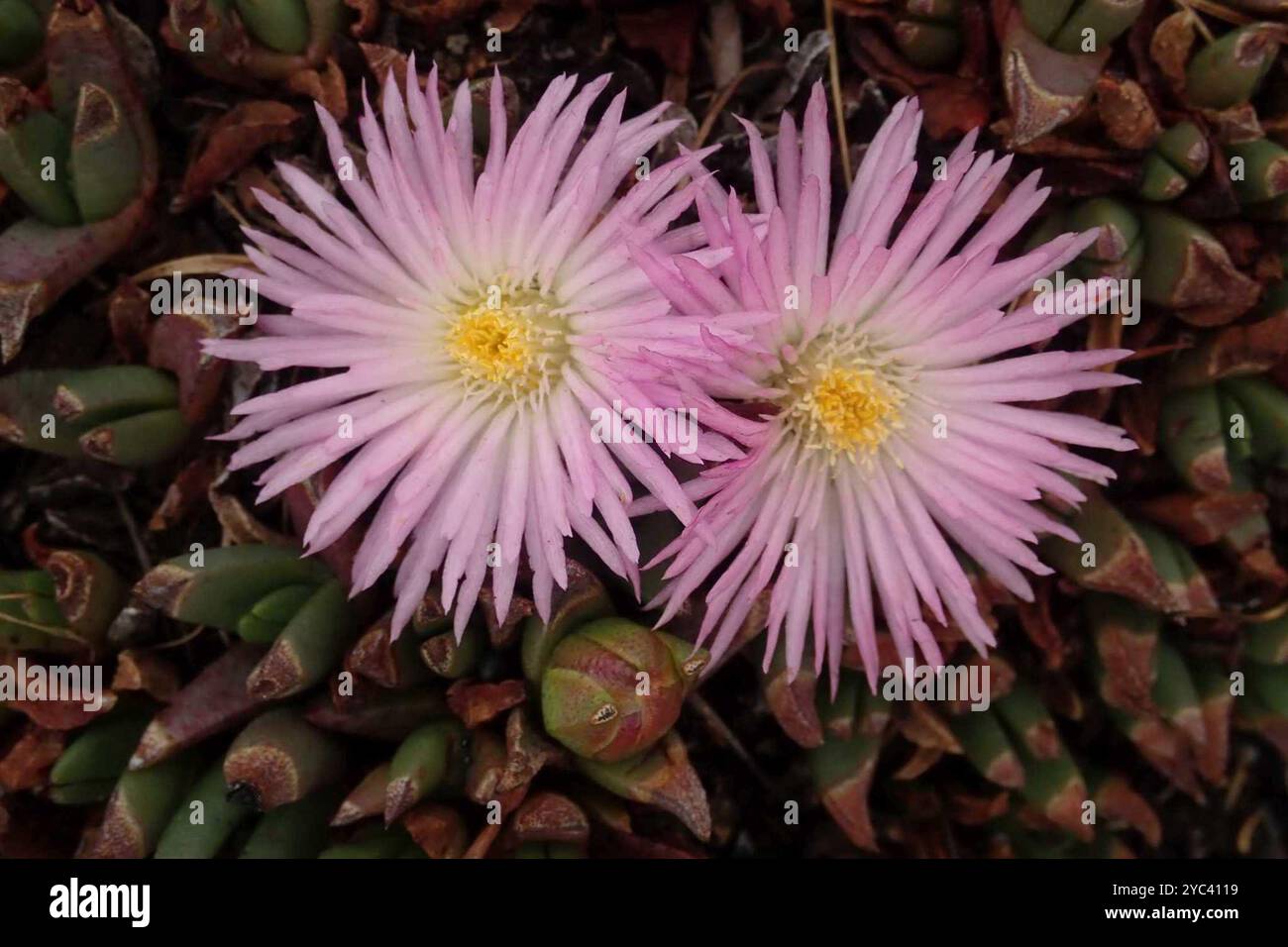 Stubby Rootfig (Khadia alticola) Plantae Stock Photo - Alamy