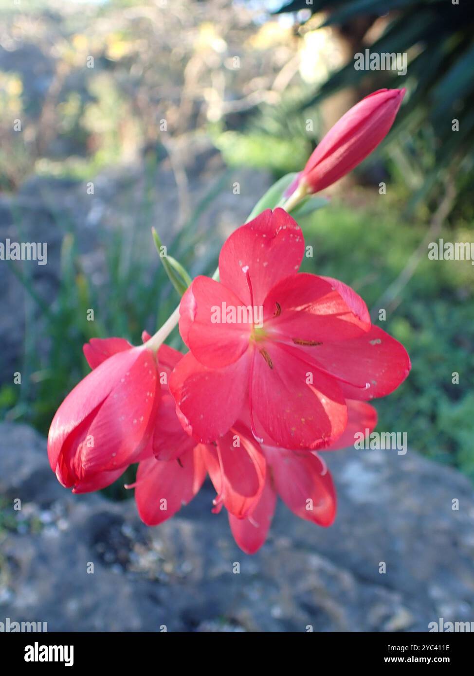 Scarlet River Lily (Hesperantha coccinea) Plantae Stock Photo - Alamy