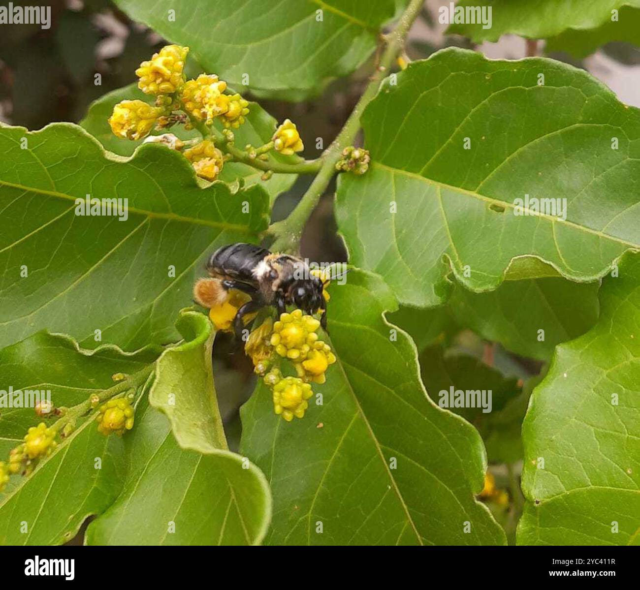 Epicharis hi-res stock photography and images - Alamy