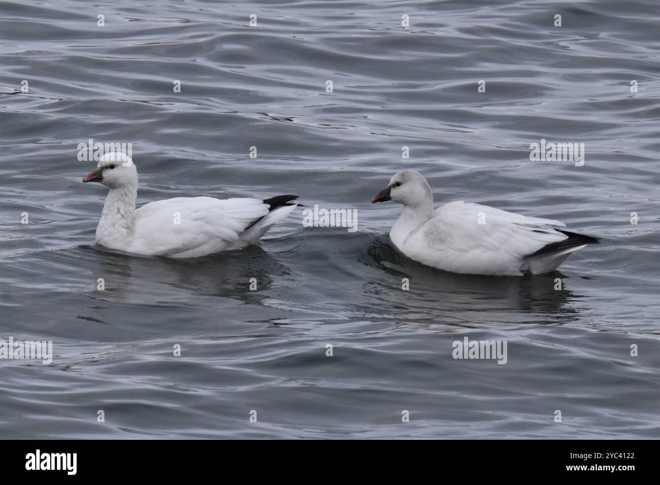 Ross's Goose (Anser rossii) Aves Stock Photo - Alamy