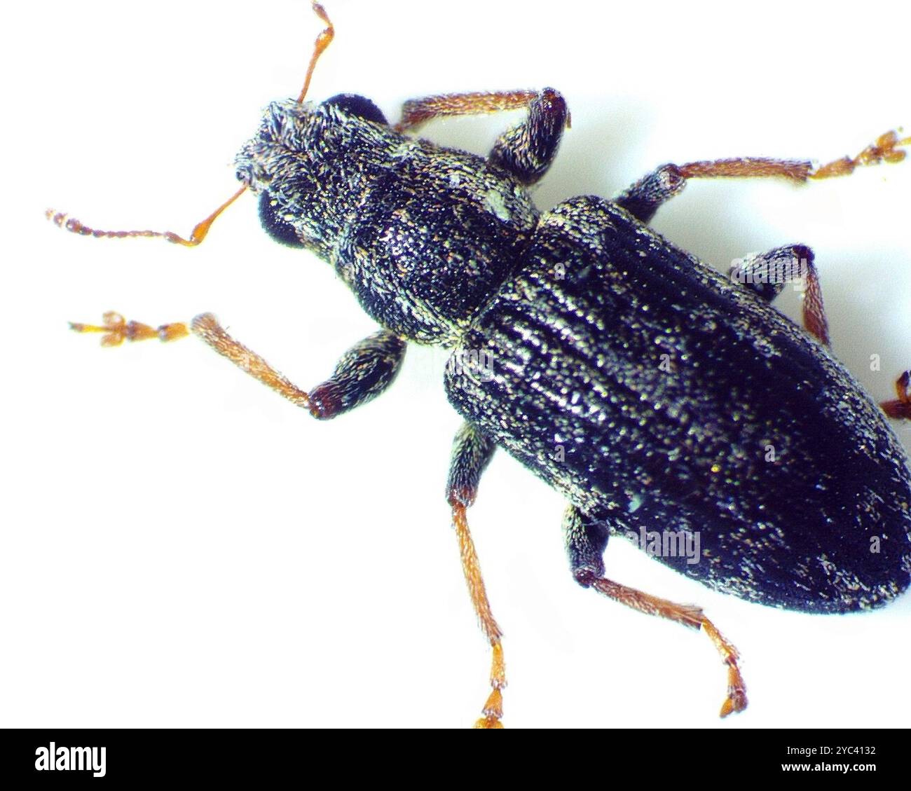 Pea Weevil (Sitona lineatus) Insecta Stock Photo - Alamy