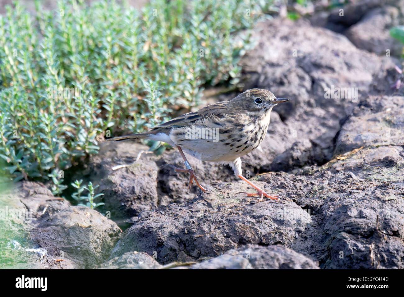 A meadow Pipit Stock Photo - Alamy