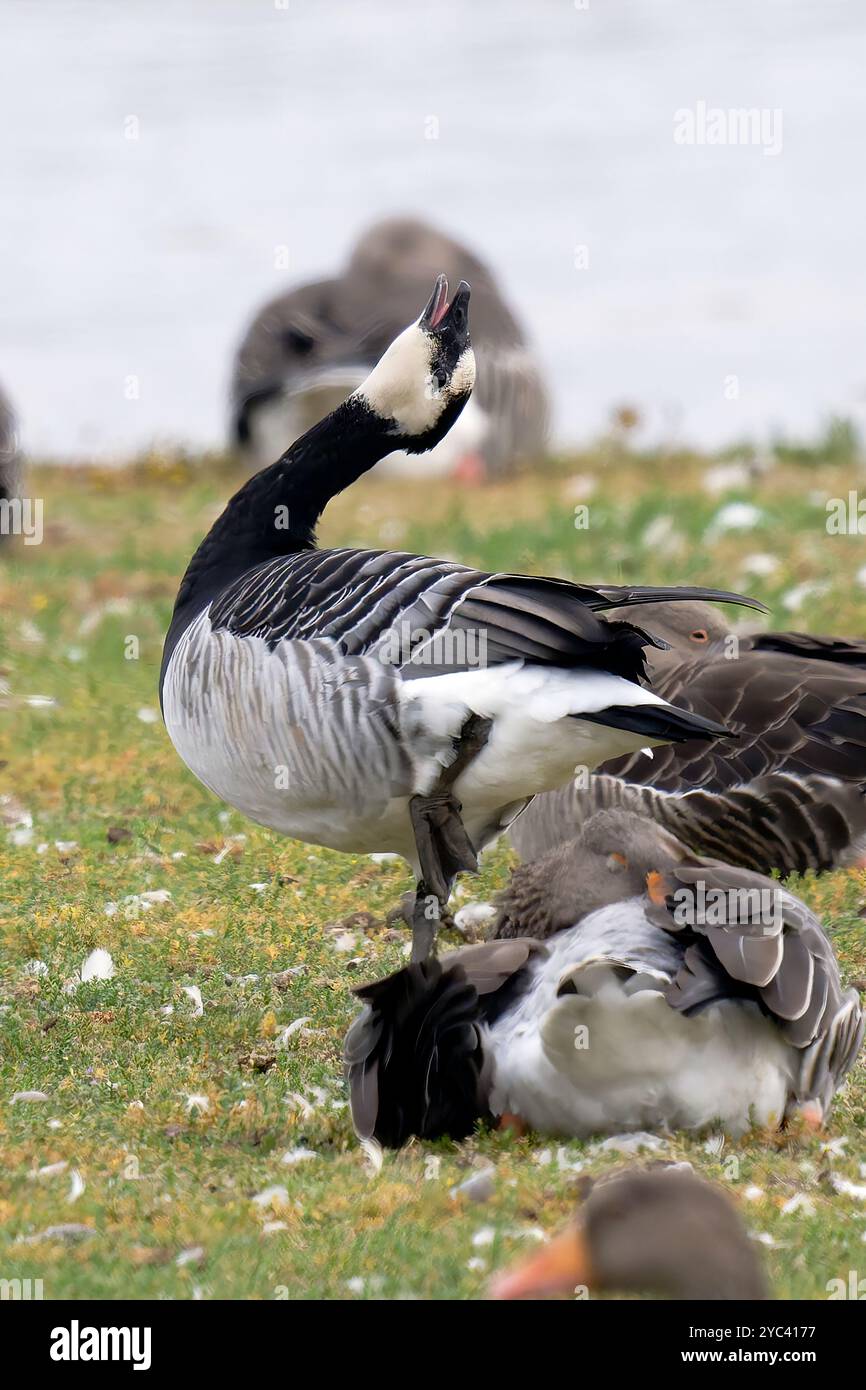 Stray bird hi-res stock photography and images - Alamy