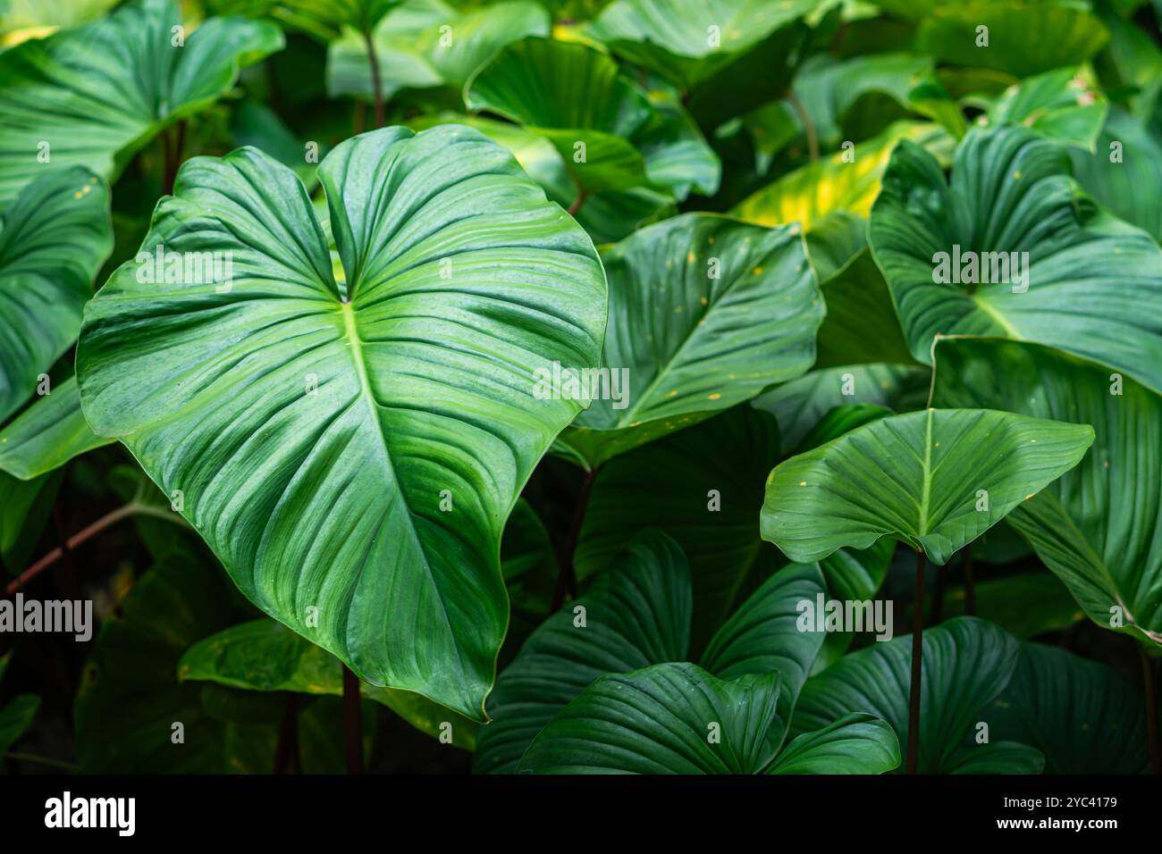 A lush arrangement of large green leaves with prominent veins ...