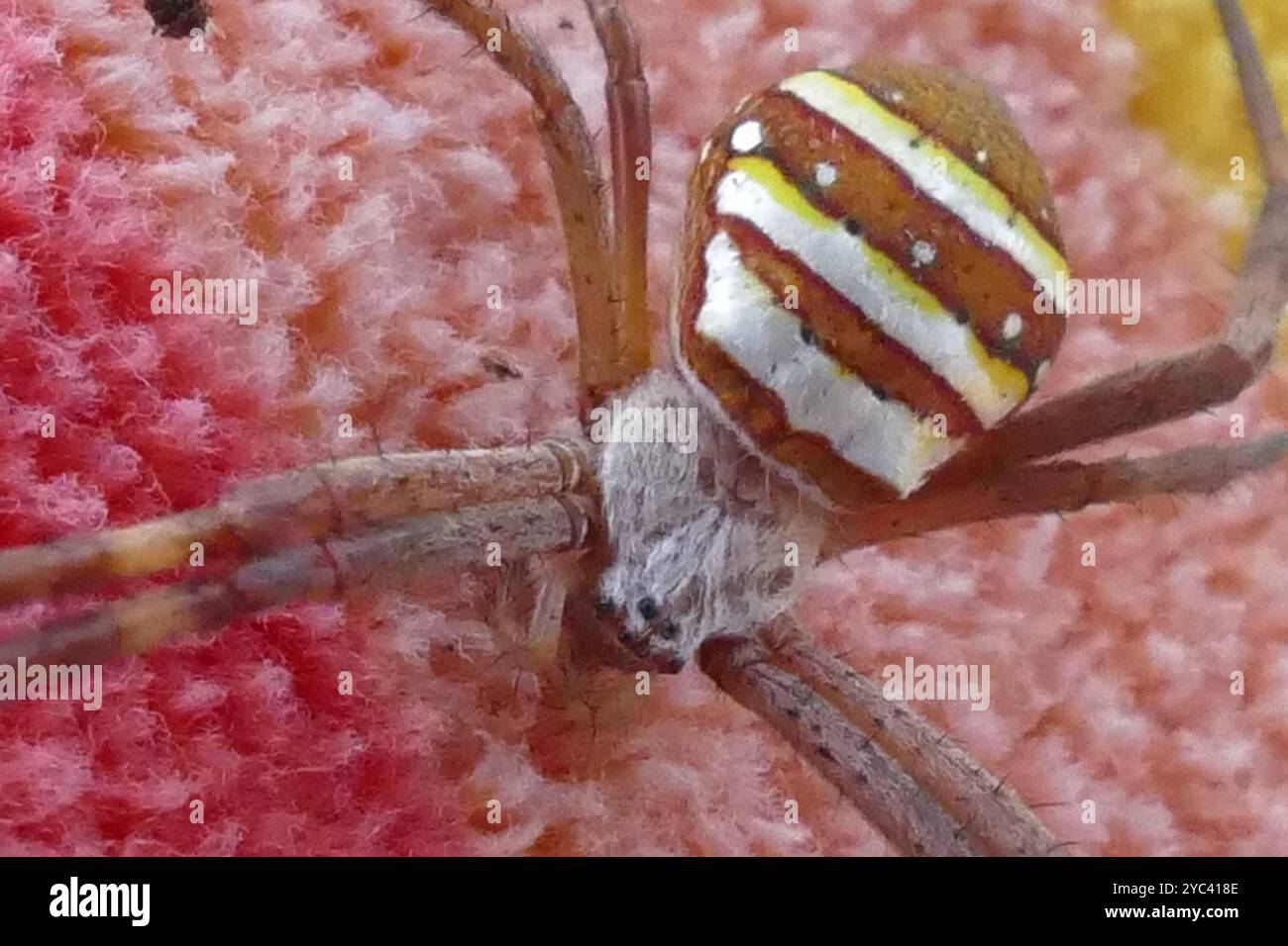 Saint Andrew's Cross Spider (Argiope keyserlingi) Arachnida Stock Photo ...