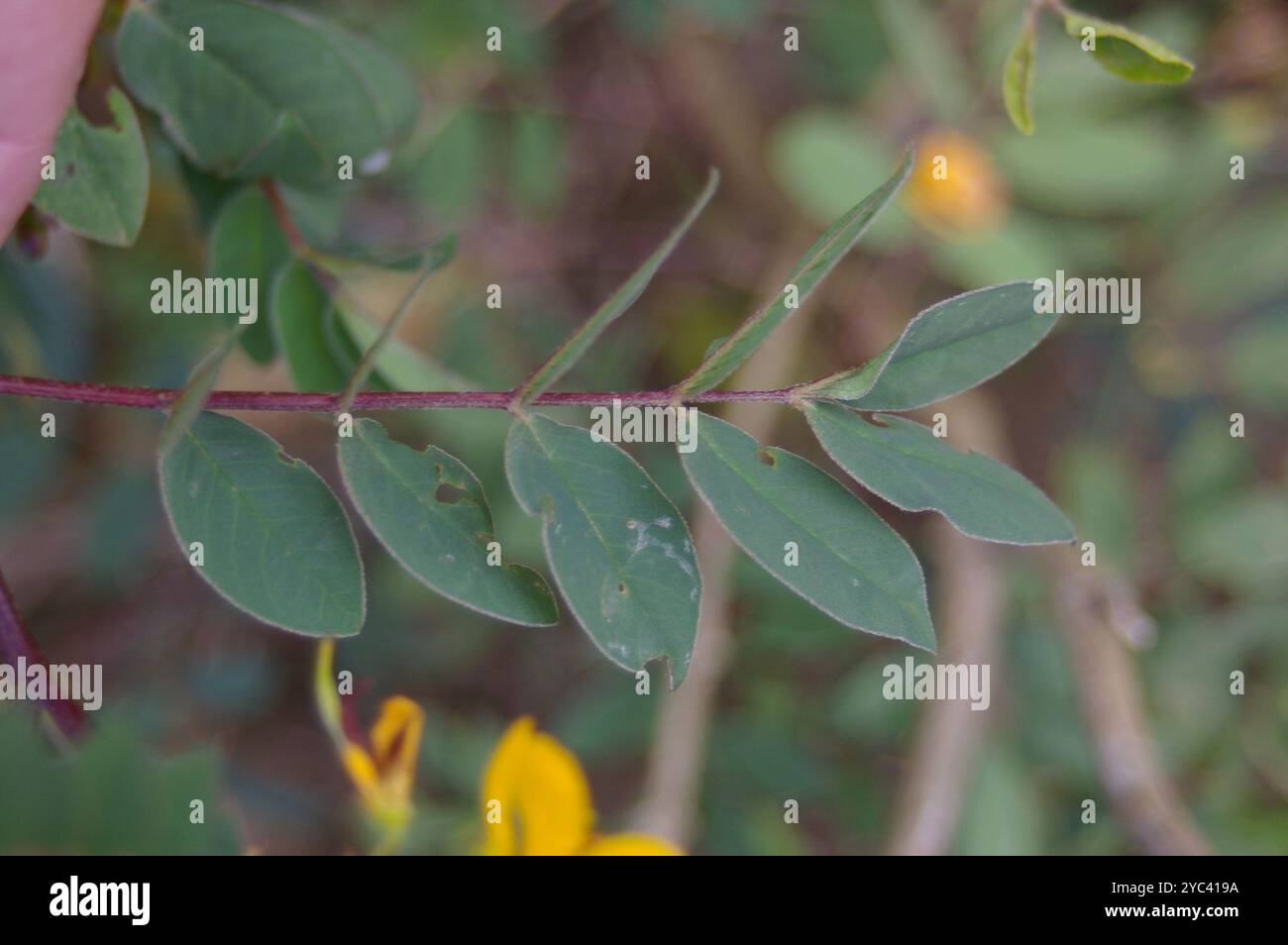 Coffee Senna (Senna occidentalis) Plantae Stock Photo - Alamy