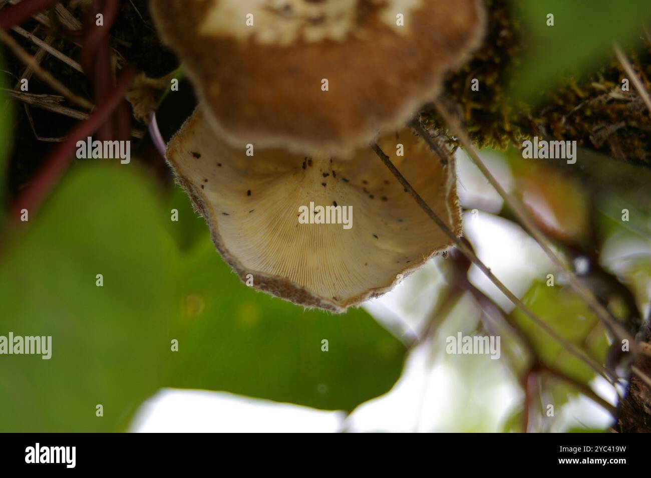 fringed sawgill (Lentinus crinitus) Fungi Stock Photo - Alamy