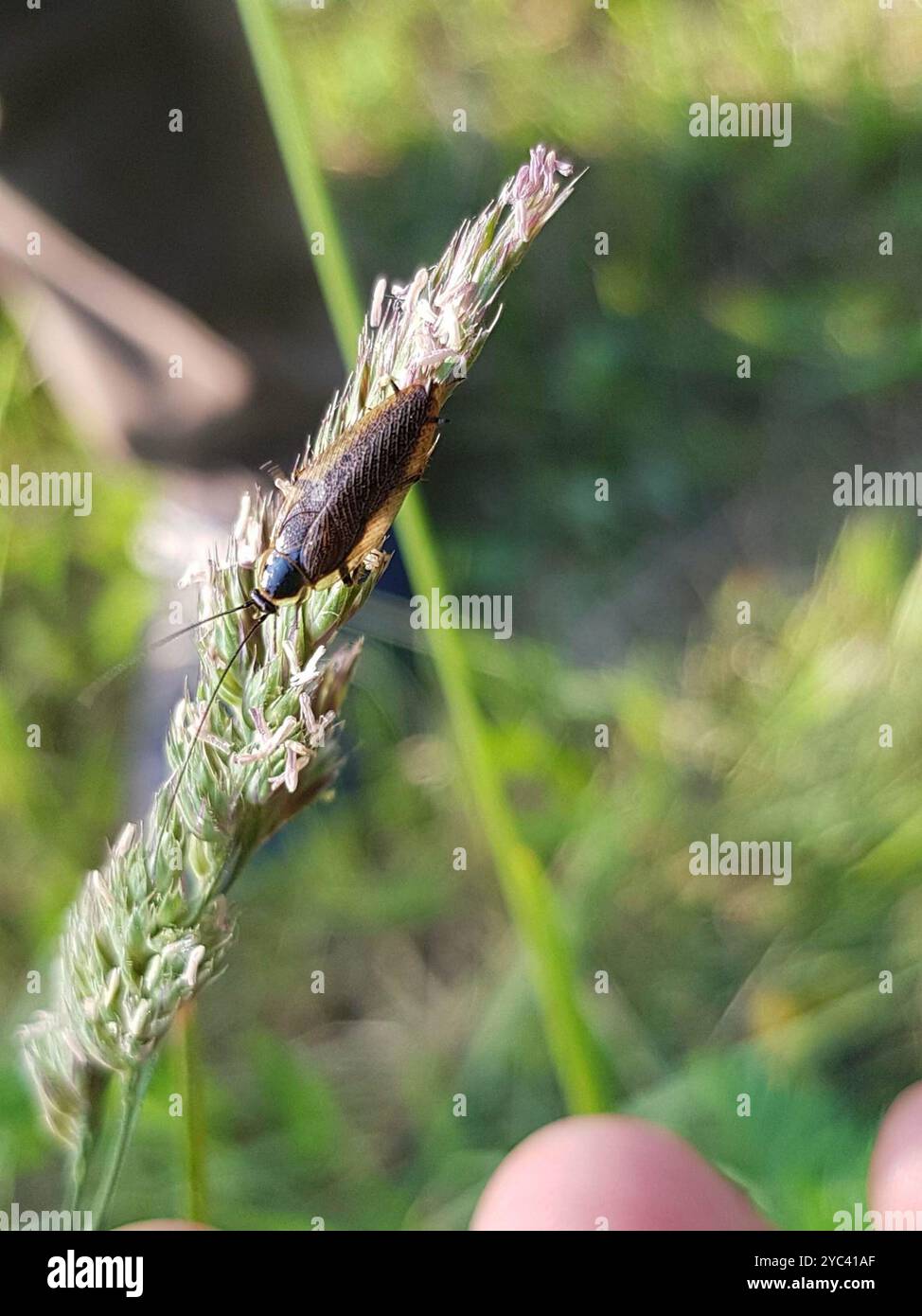 Dusky Cockroach (Ectobius lapponicus) Insecta Stock Photo - Alamy