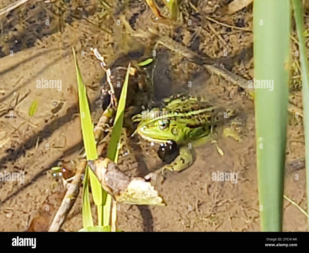 Water Frogs (Pelophylax) Amphibia Stock Photo - Alamy