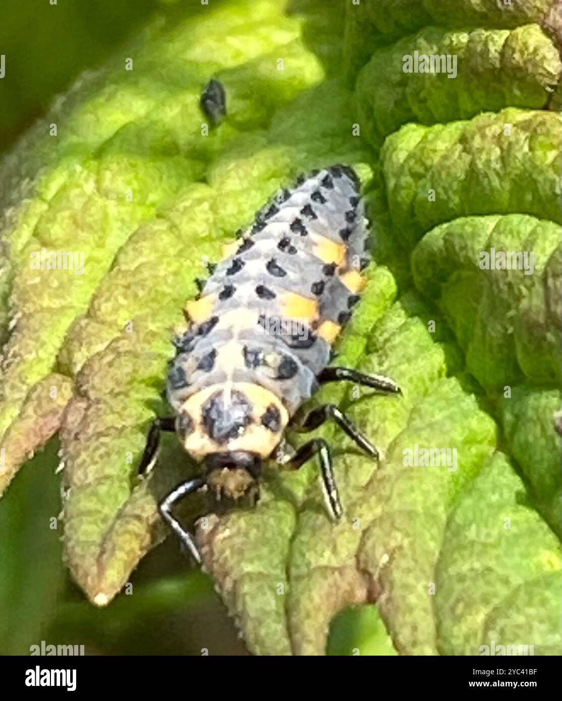 Seven-spotted Lady Beetle (Coccinella septempunctata) Insecta Stock ...