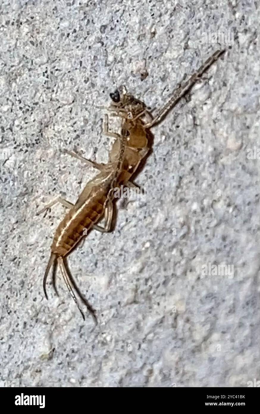 Shore Earwig (Labidura riparia) Insecta Stock Photo - Alamy