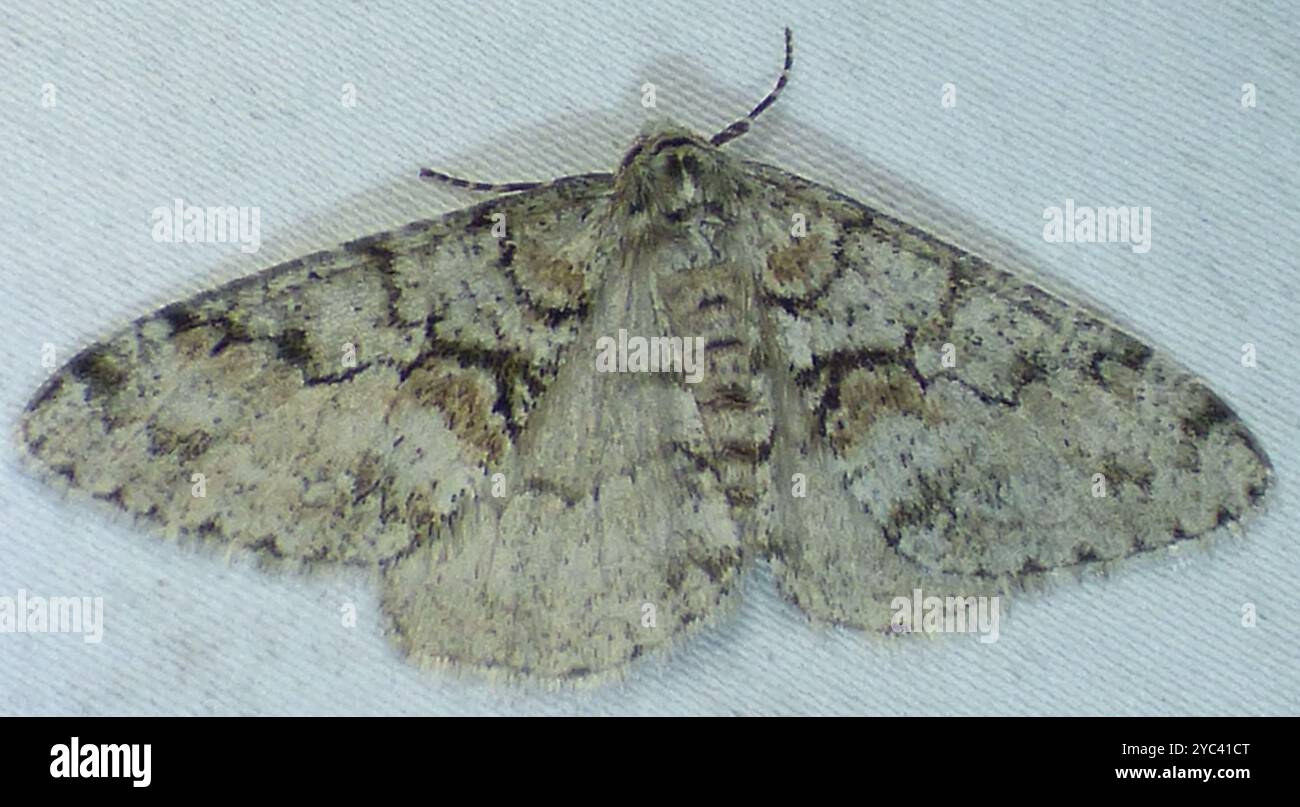 Toothed Phigalia Moth (Phigalia denticulata) Insecta Stock Photo - Alamy