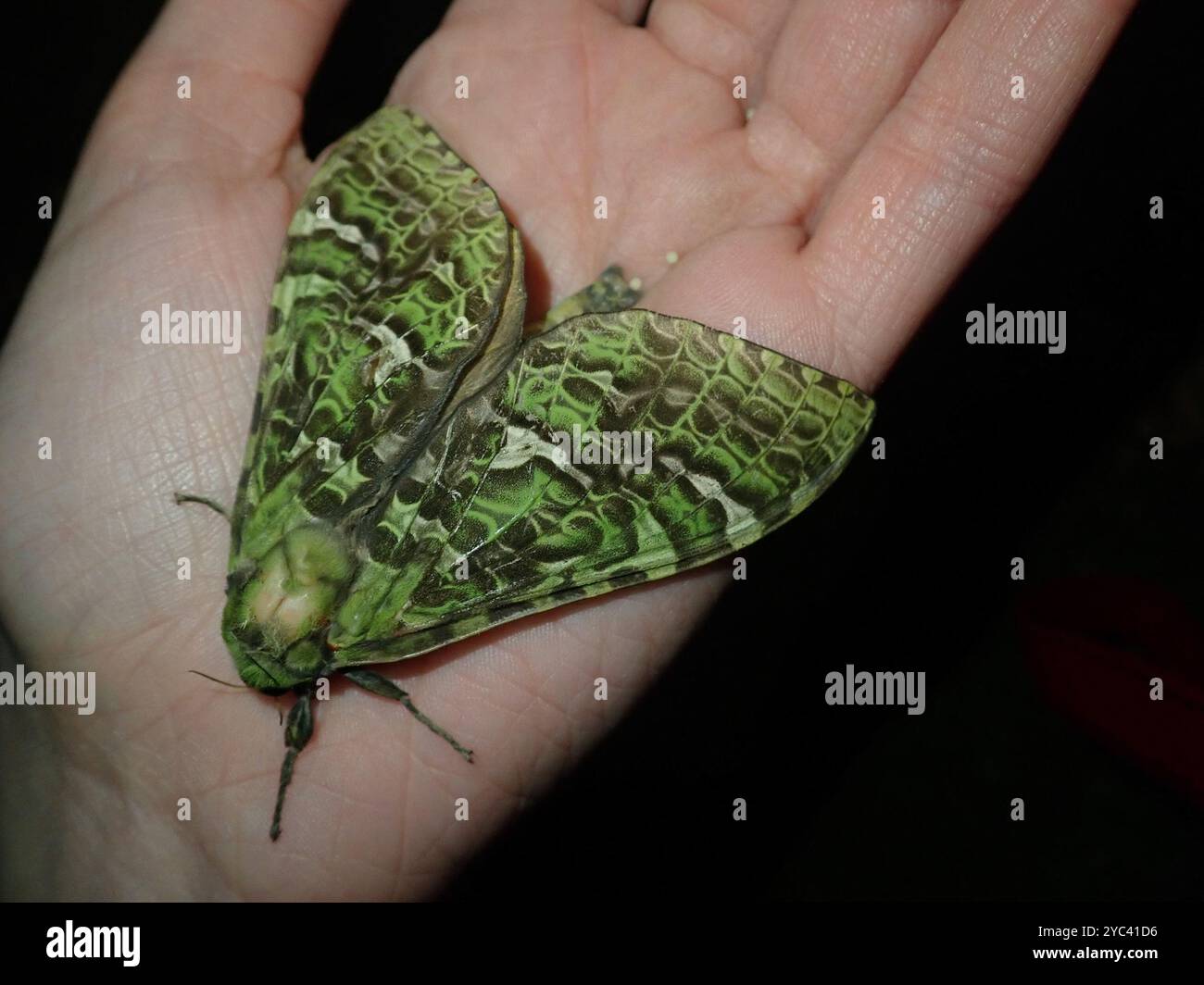 Puriri moth hi-res stock photography and images - Alamy