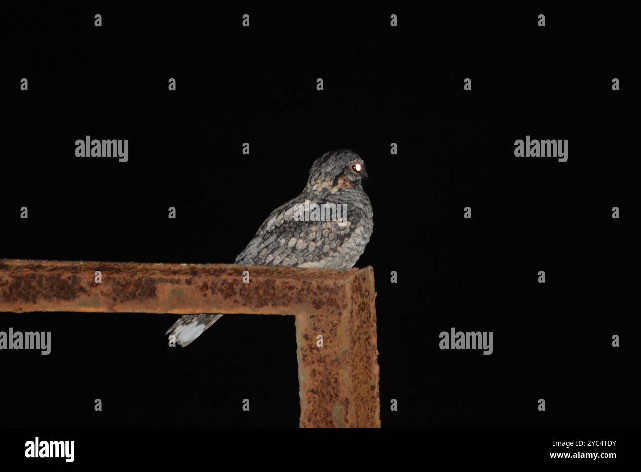 Caprimulgus indicus hi-res stock photography and images - Alamy