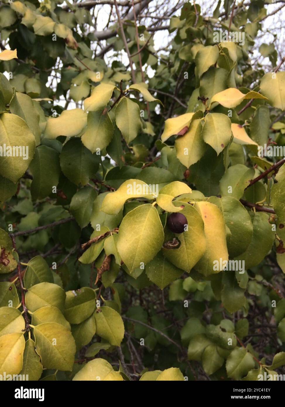 hollyleaf cherry (Prunus ilicifolia) Plantae Stock Photo - Alamy