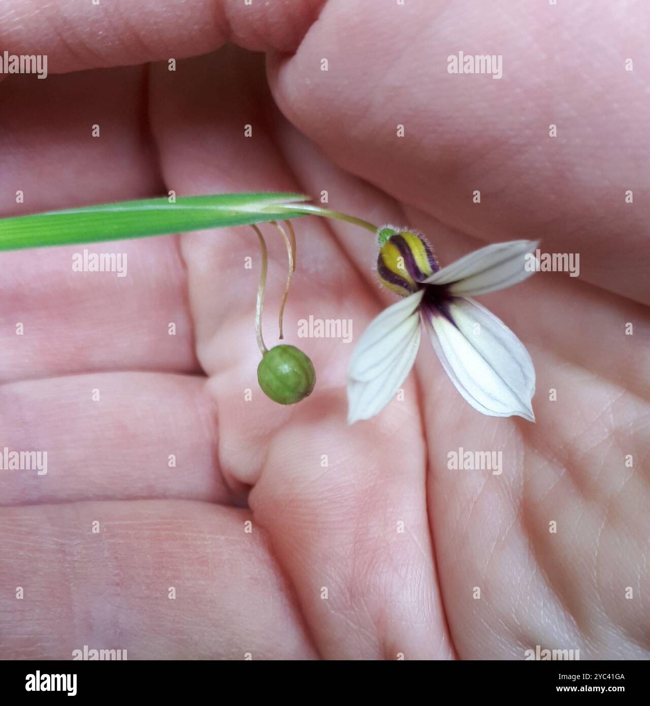 Blue Pigroot (Sisyrinchium micranthum) Plantae Stock Photo - Alamy