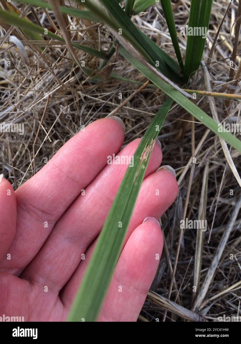 grasses, sedges, cattails, and allies (Poales) Plantae Stock Photo - Alamy