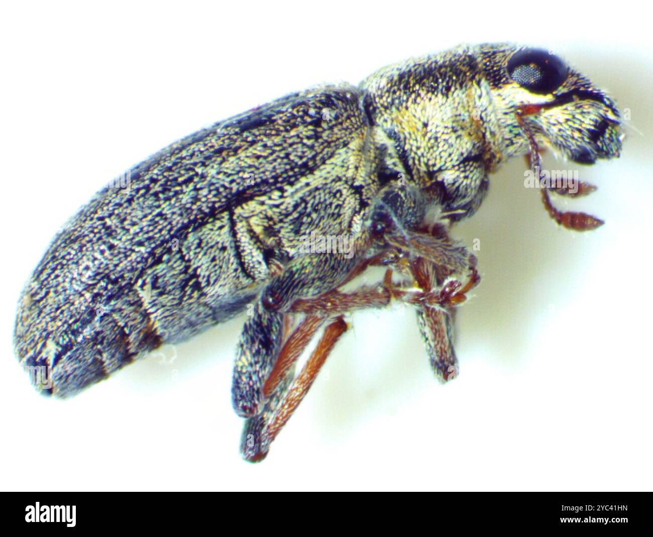 Pea Weevil (Sitona lineatus) Insecta Stock Photo - Alamy