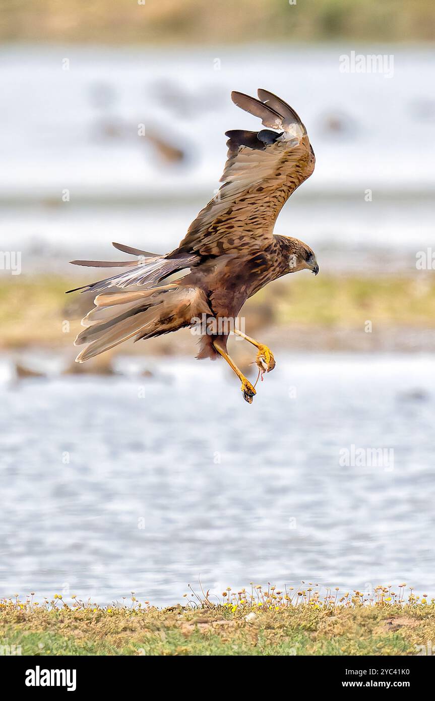 English harrier hi-res stock photography and images - Alamy