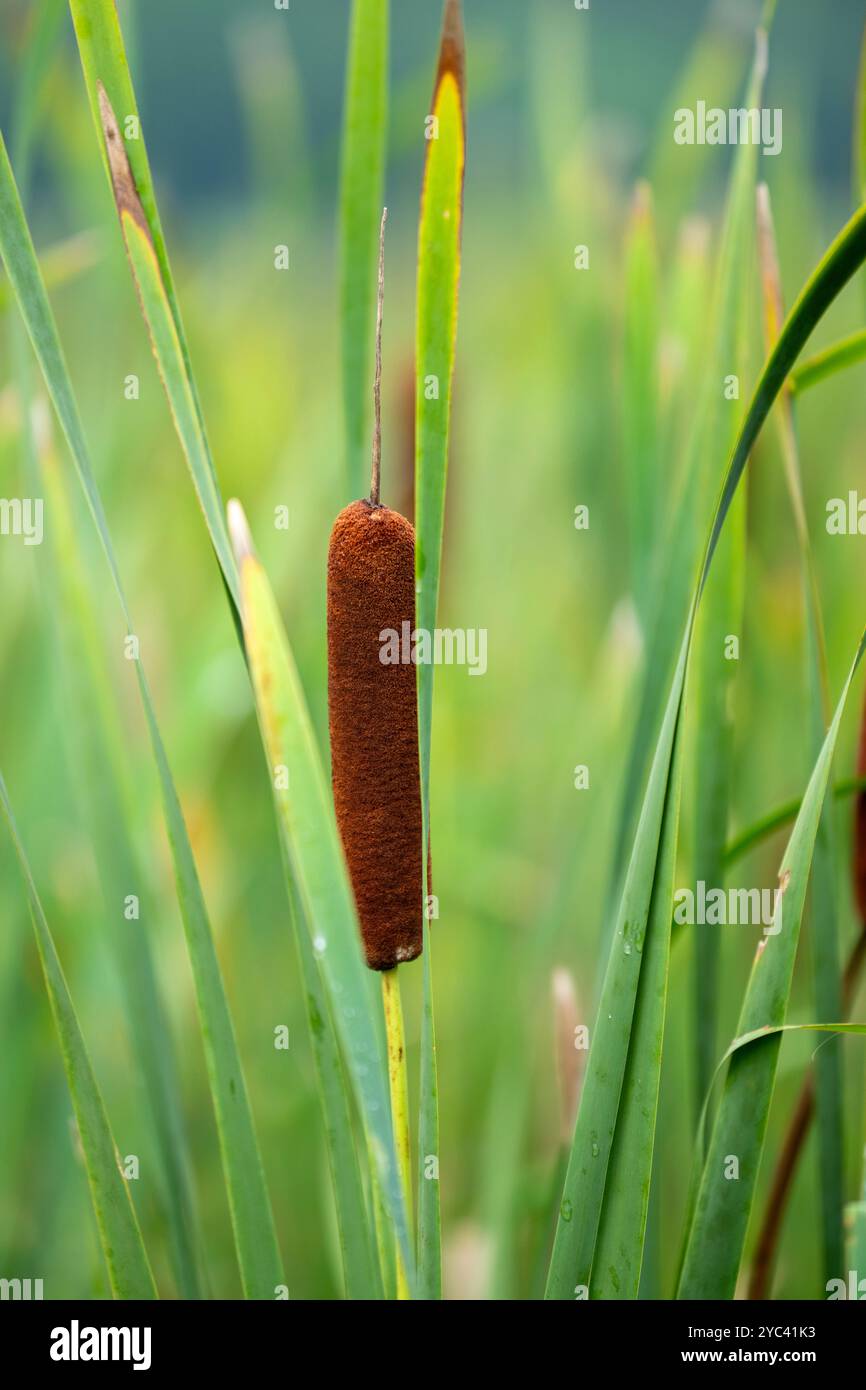 Cattail plants look like corndogs Stock Photo - Alamy