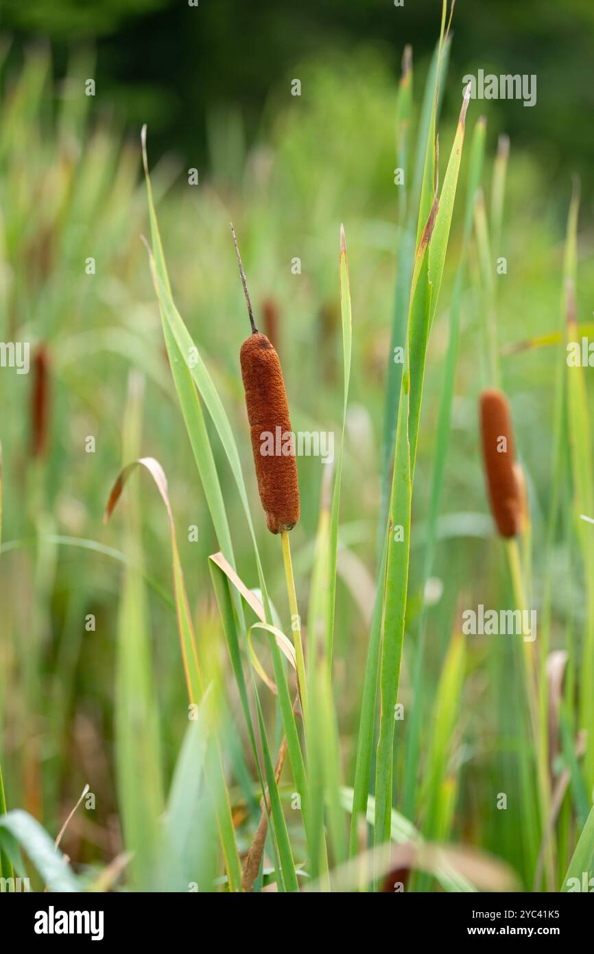 Cattail plants look like corndogs Stock Photo - Alamy