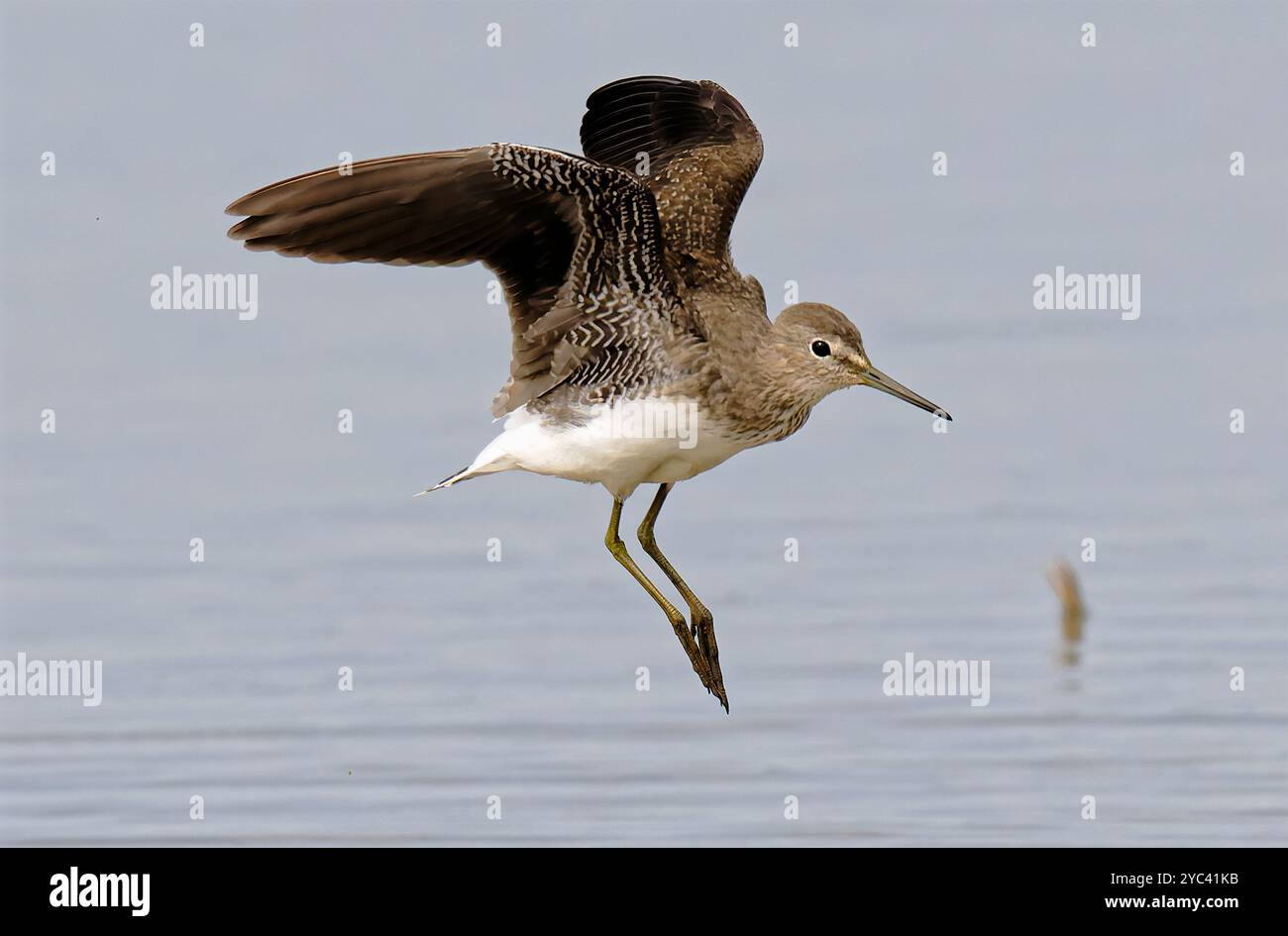 Great sandpiper hi-res stock photography and images - Alamy