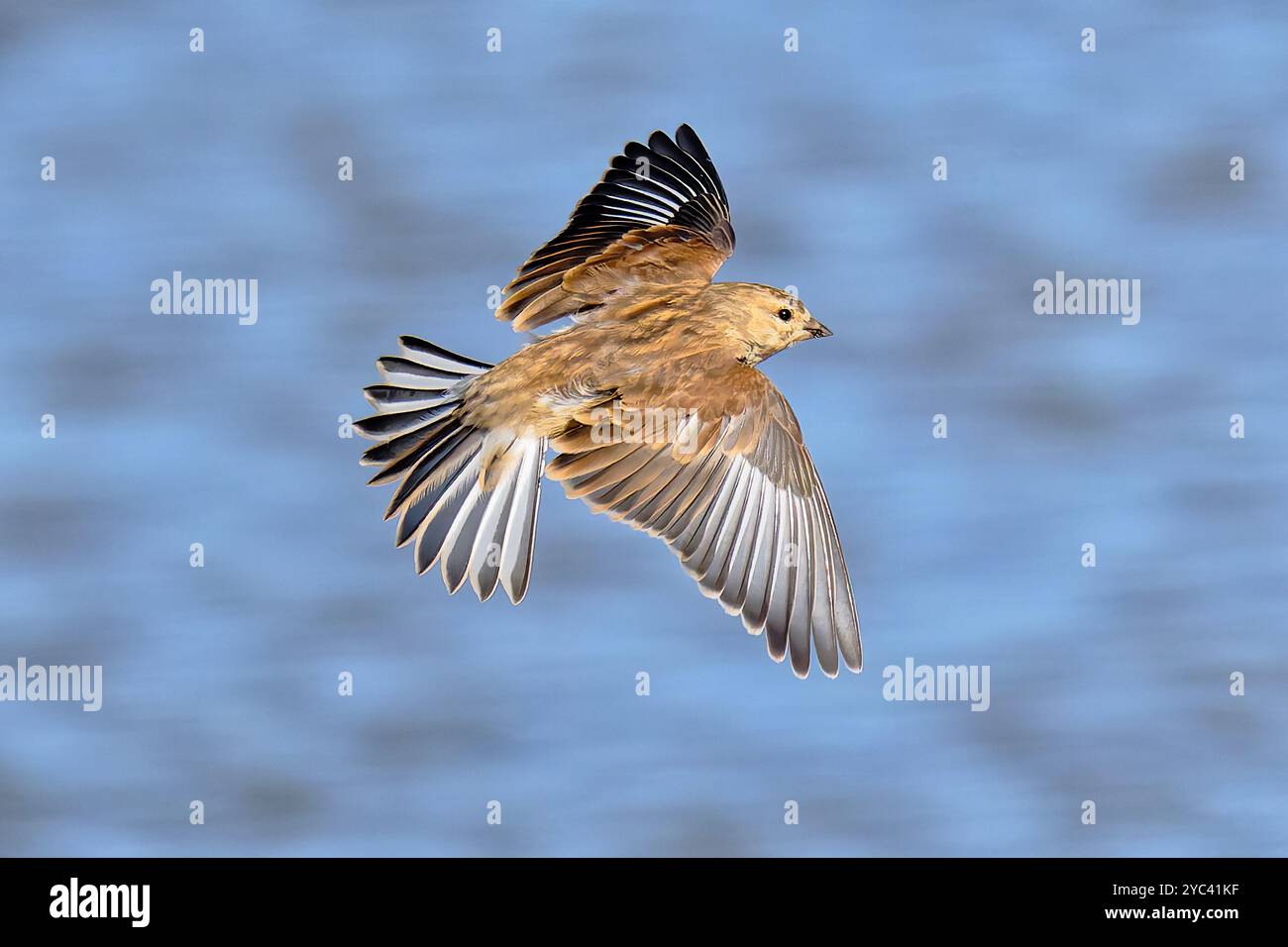 Linnet bird hi-res stock photography and images - Alamy