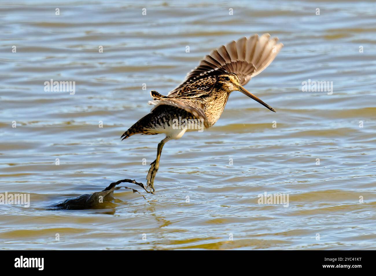 Uk snipe bird flying common hi-res stock photography and images - Alamy