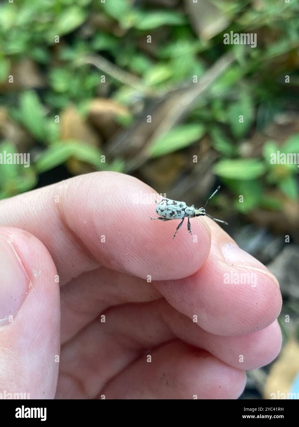 Sri Lanka Weevil (Myllocerus undecimpustulatus) Insecta Stock Photo - Alamy
