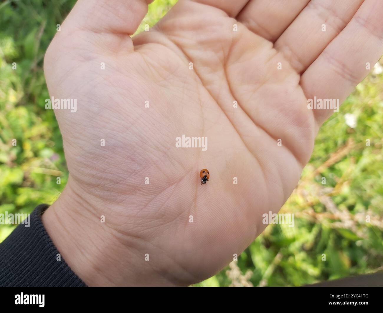 5-spotted Lady Beetle (Coccinella quinquepunctata) Insecta Stock Photo ...