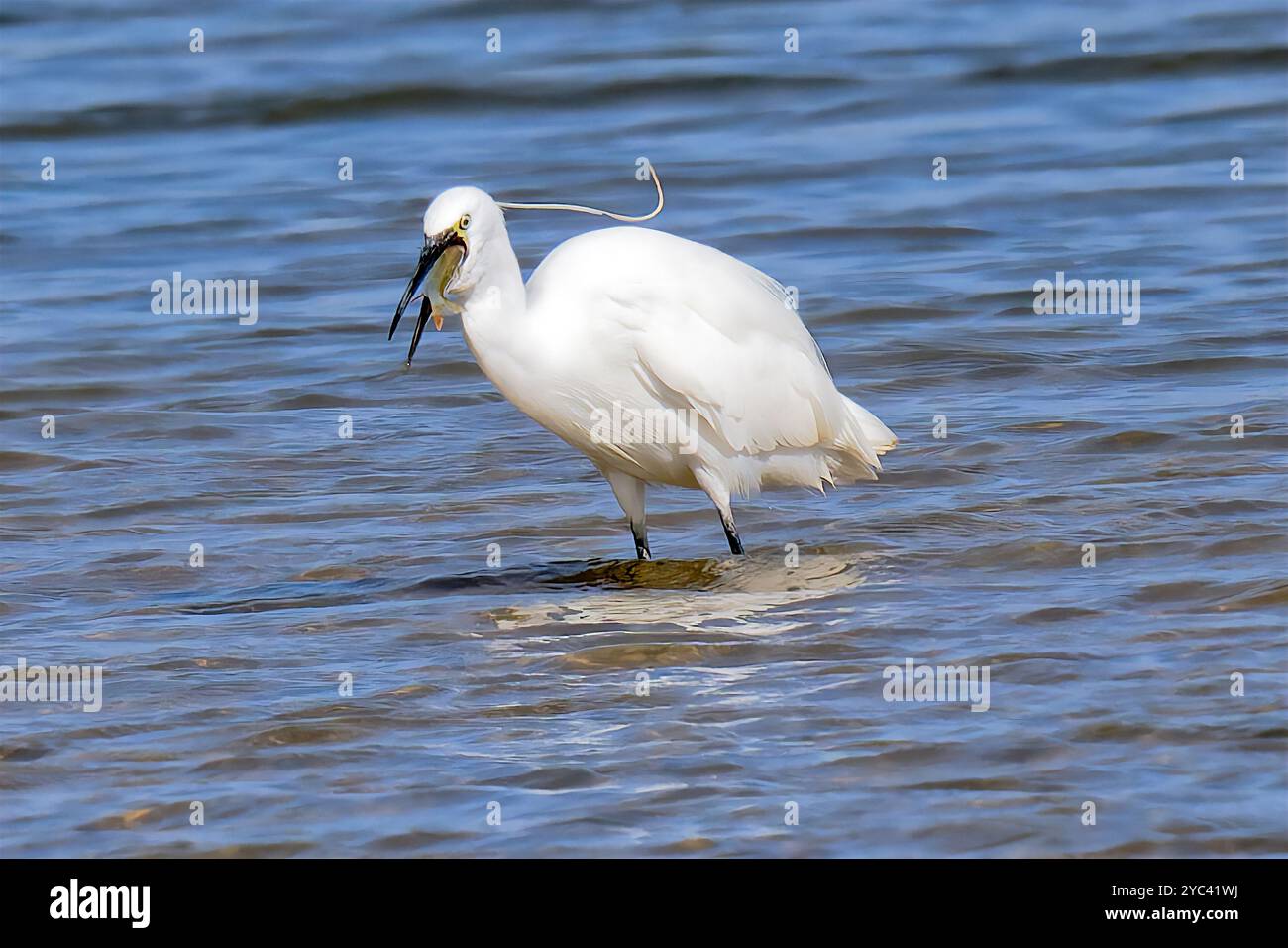 Large fish eating wetland bird hi-res stock photography and images - Alamy