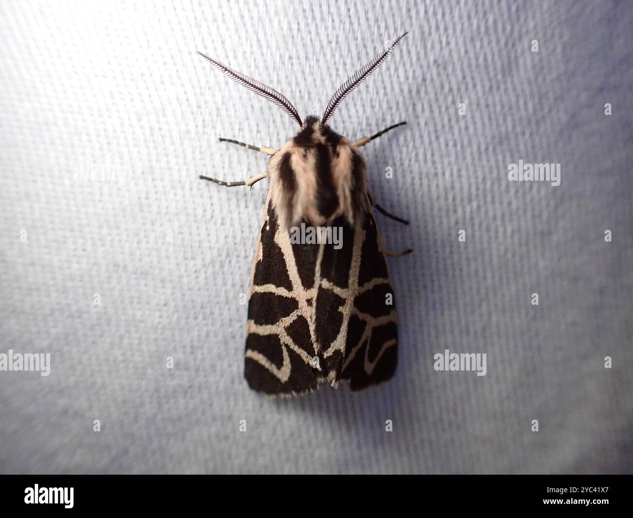 Nevada Tiger Moth (Apantesis nevadensis) Insecta Stock Photo - Alamy