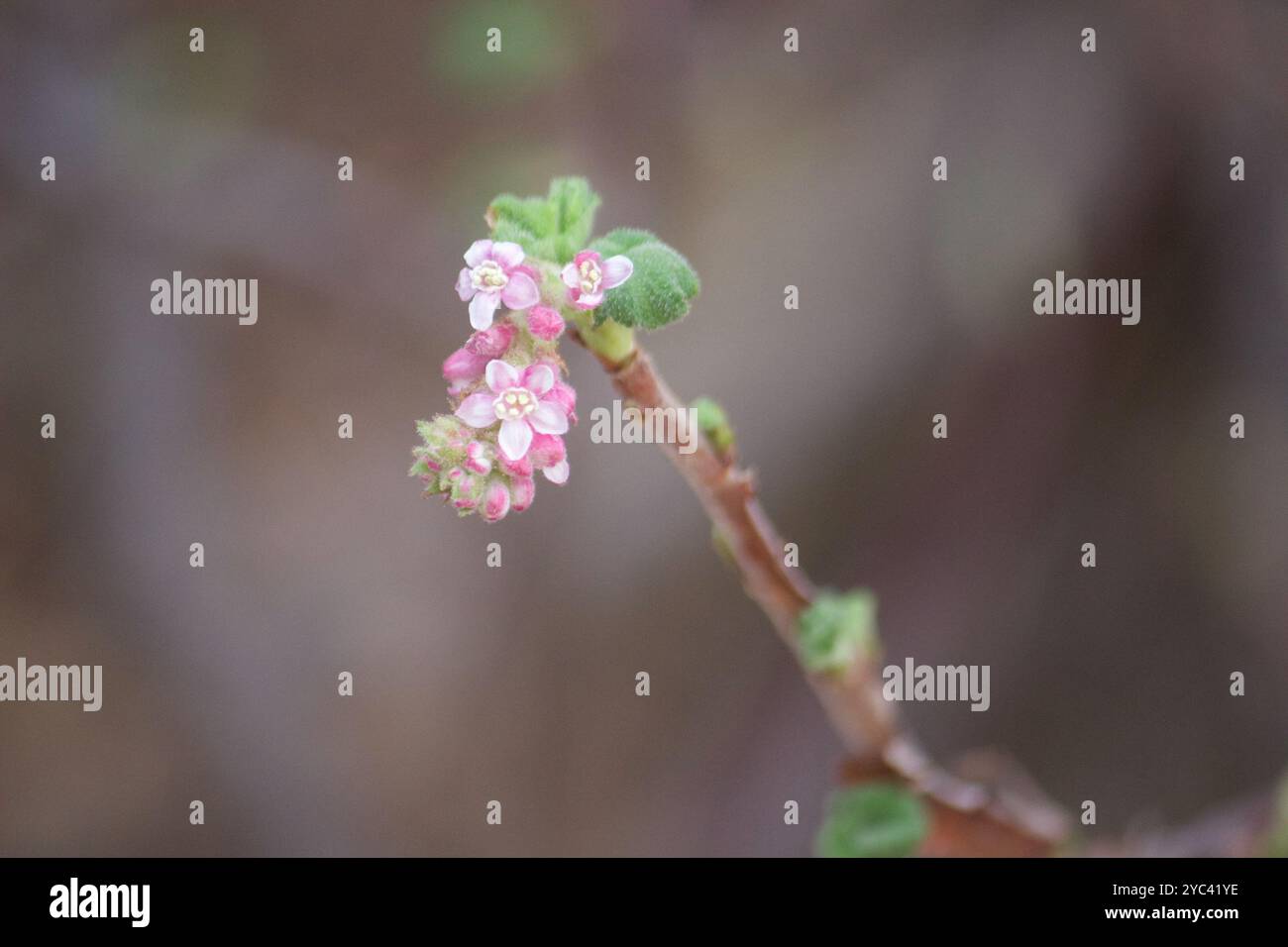 Chaparral Currant (Ribes malvaceum) Plantae Stock Photo - Alamy