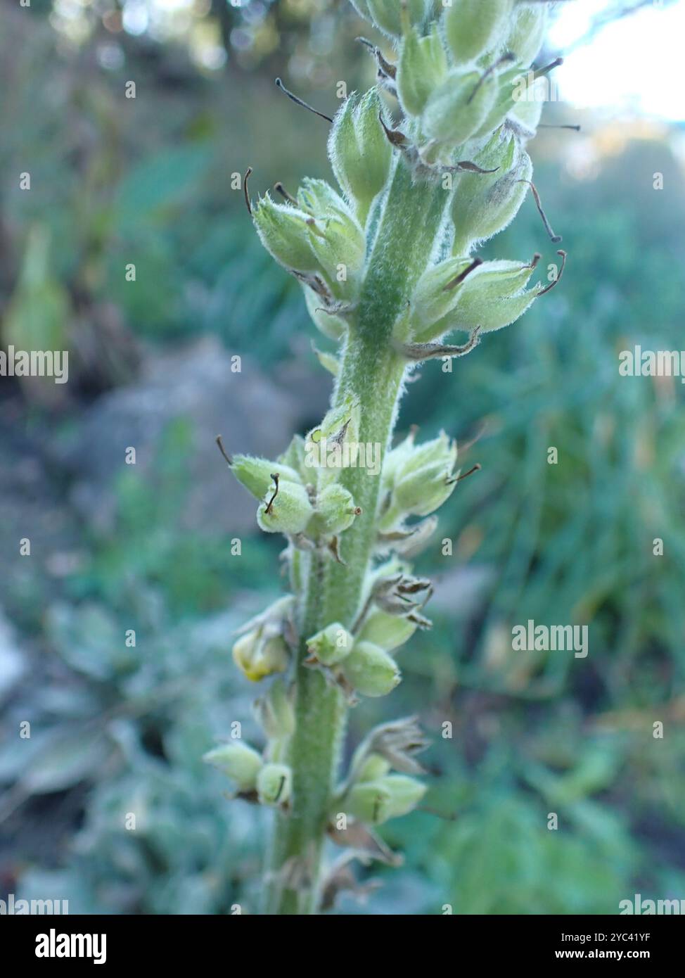 Dark Mullein (Verbascum nigrum) Plantae Stock Photo - Alamy