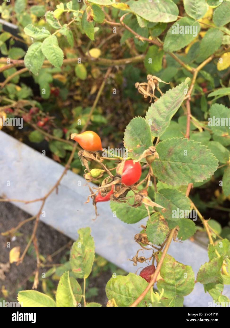 California Wild Rose (Rosa californica) Plantae Stock Photo - Alamy