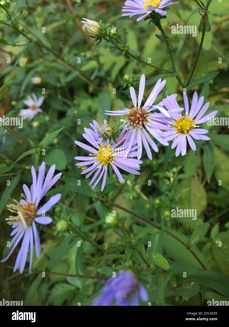 smooth blue aster (Symphyotrichum laeve) Plantae Stock Photo - Alamy
