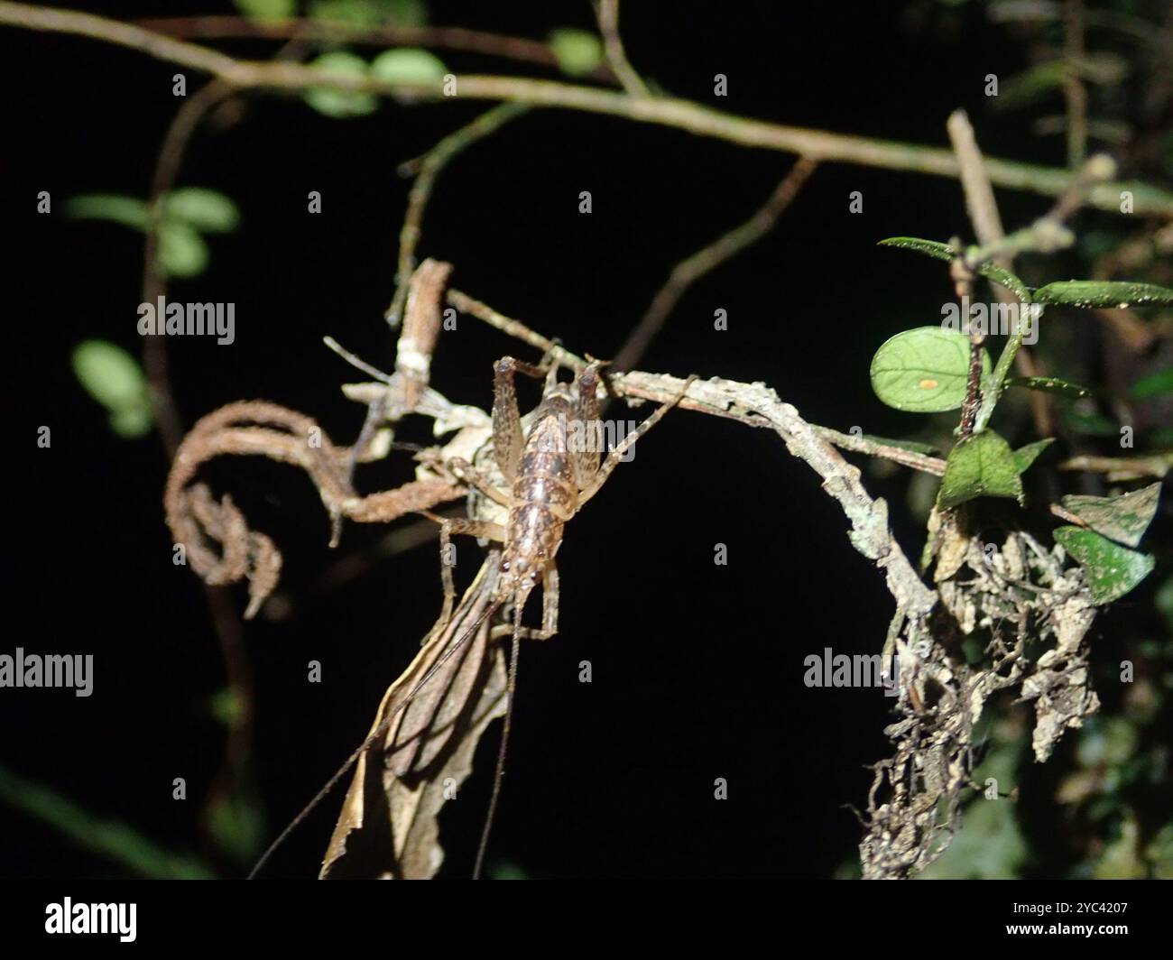 Camel Crickets, Cave Crickets, and Cave Wēta (Rhaphidophoridae) Insecta ...