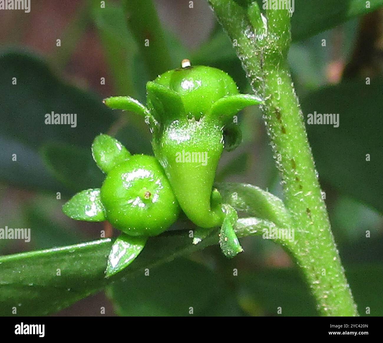 Small Honeysuckle Bush (Turraea obtusifolia) Plantae Stock Photo - Alamy