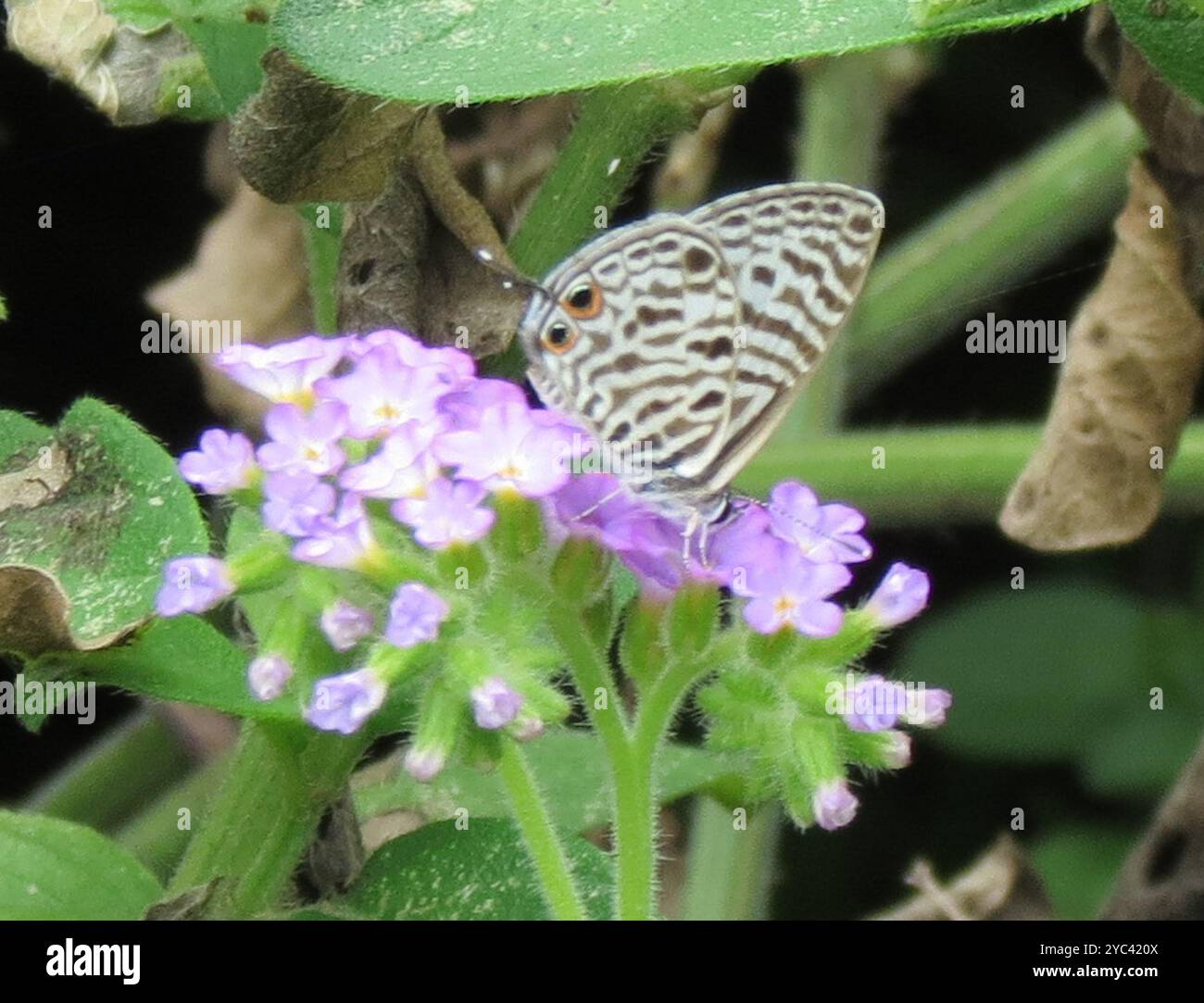 Common Blue Complex (Leptotes pirithous) Insecta Stock Photo - Alamy